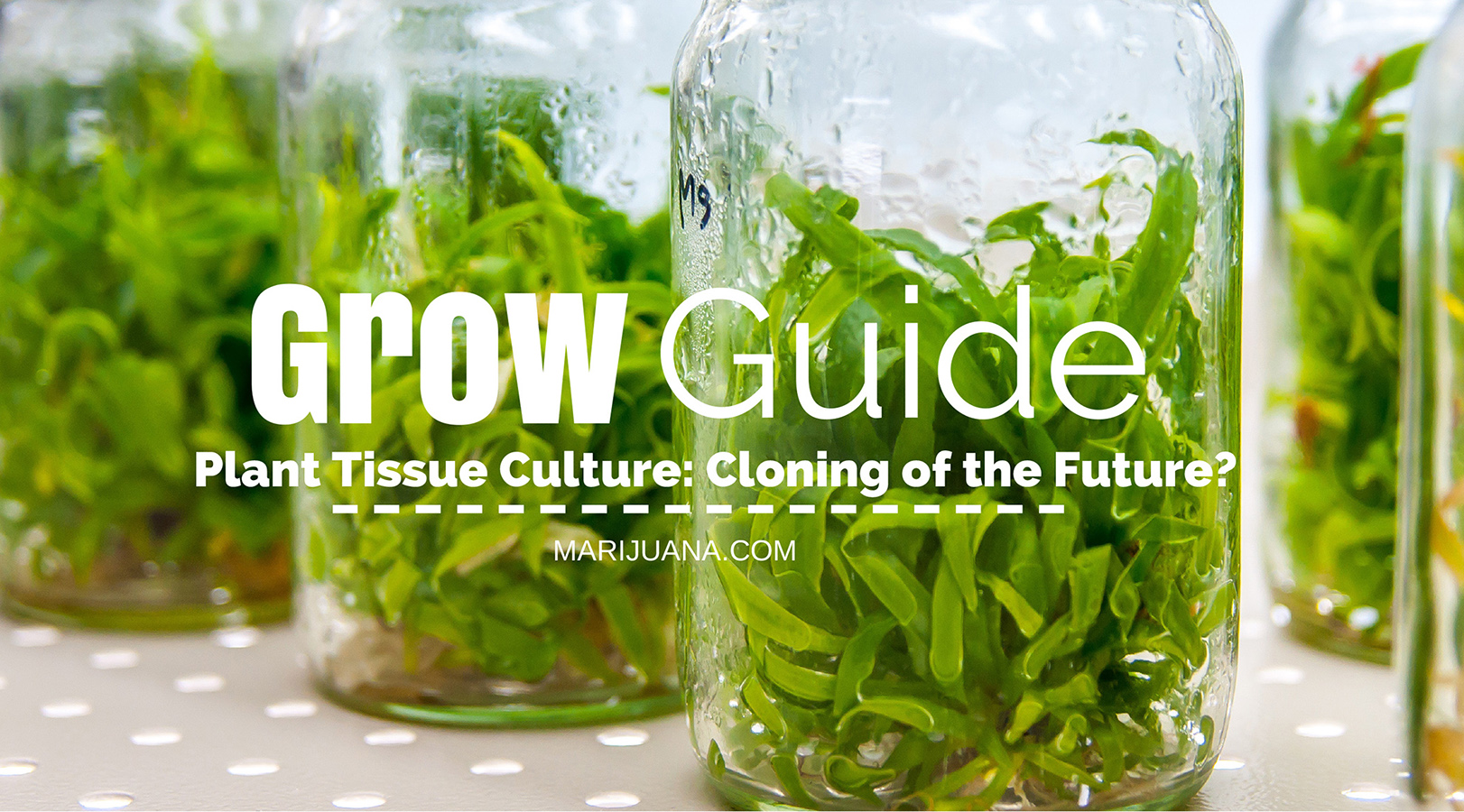 Plant Tissue Culture Cloning Of The Future Plant Tissue Culture Cloning Of The Future