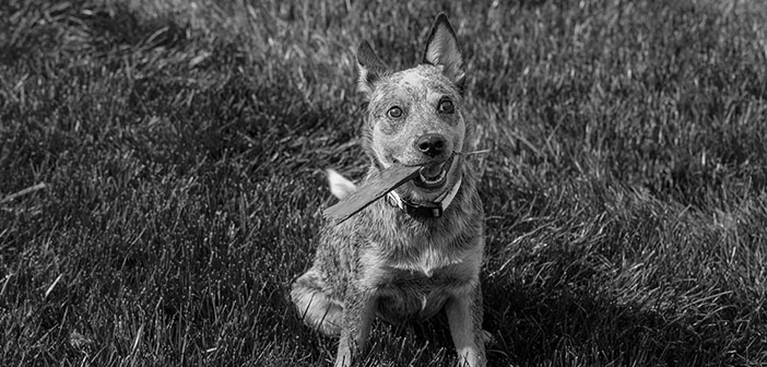 What to Do If Your Dog Eats Marijuana