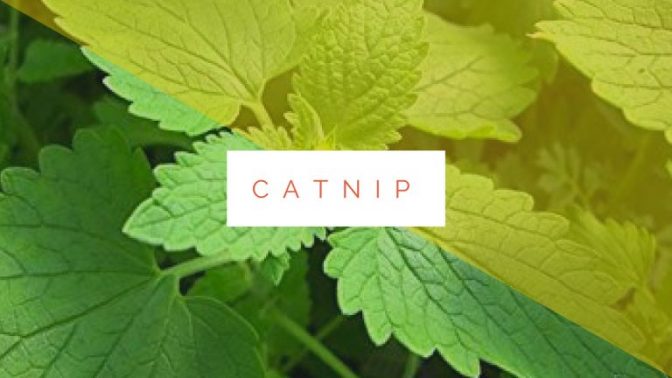 Smoking Catnip & Herbs Other Than Cannabis