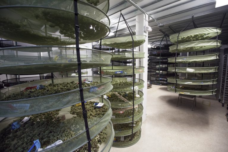 The 6 Best Cannabis Drying Racks | Weedmaps