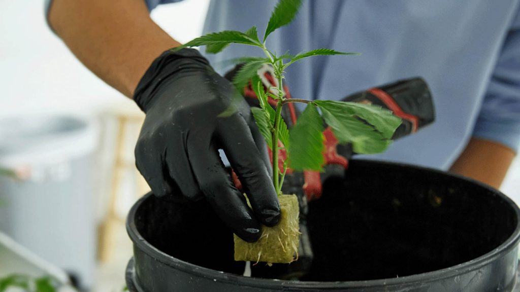Growing Your Own Weed for the First Time? Here's What You Need to Know