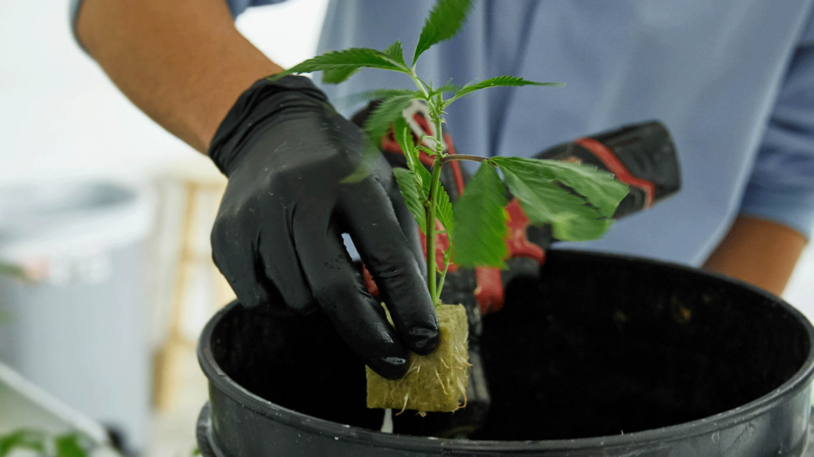 Growing Your Own Weed for the First Time? Here's What You Need to Know