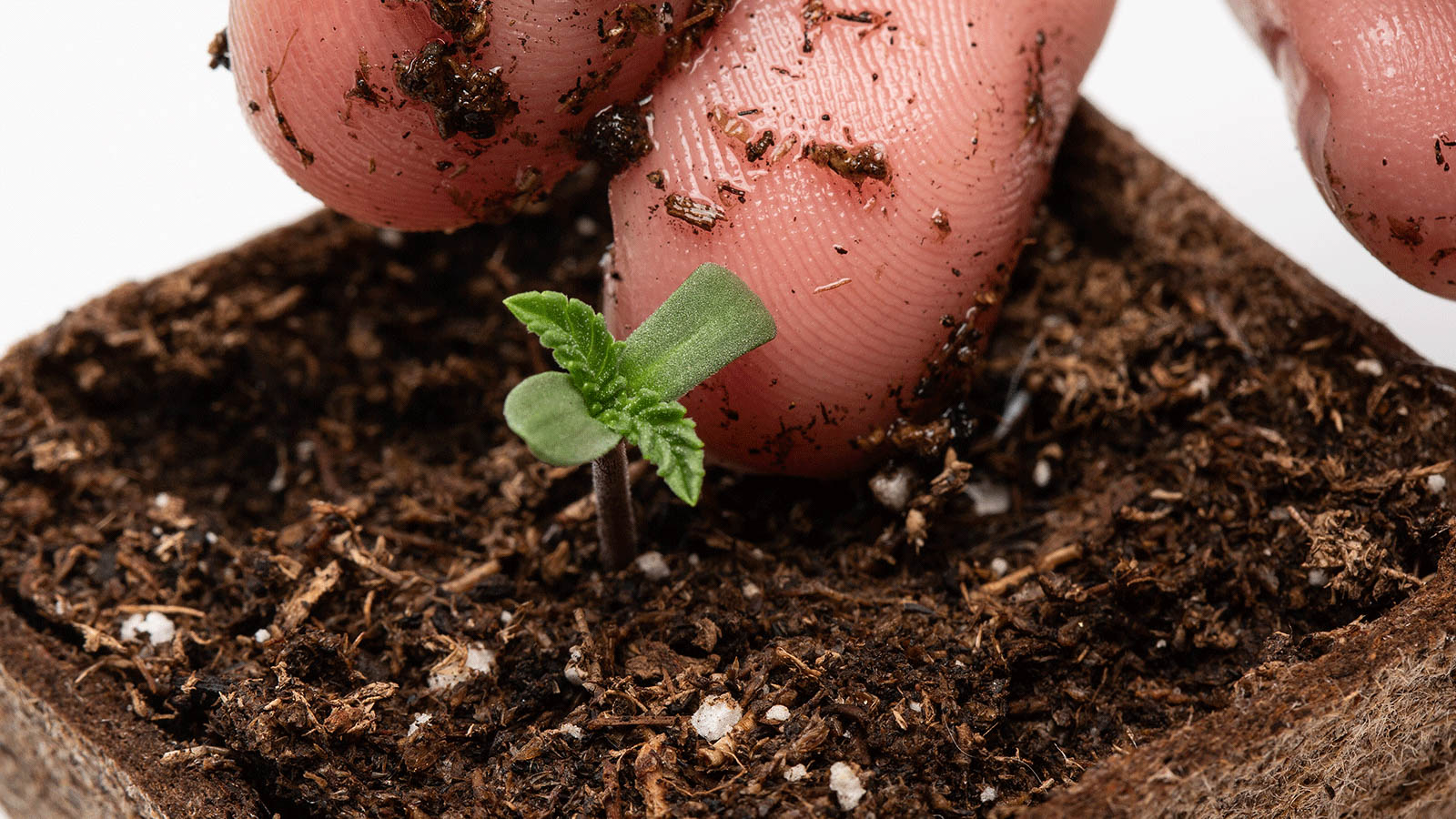 Growing Your Own Weed for the First Time? Here's What You Need to Know
