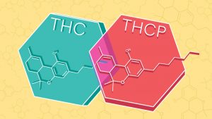 An in-depth look at the study that discovered THCP, a cannabinoid more ...