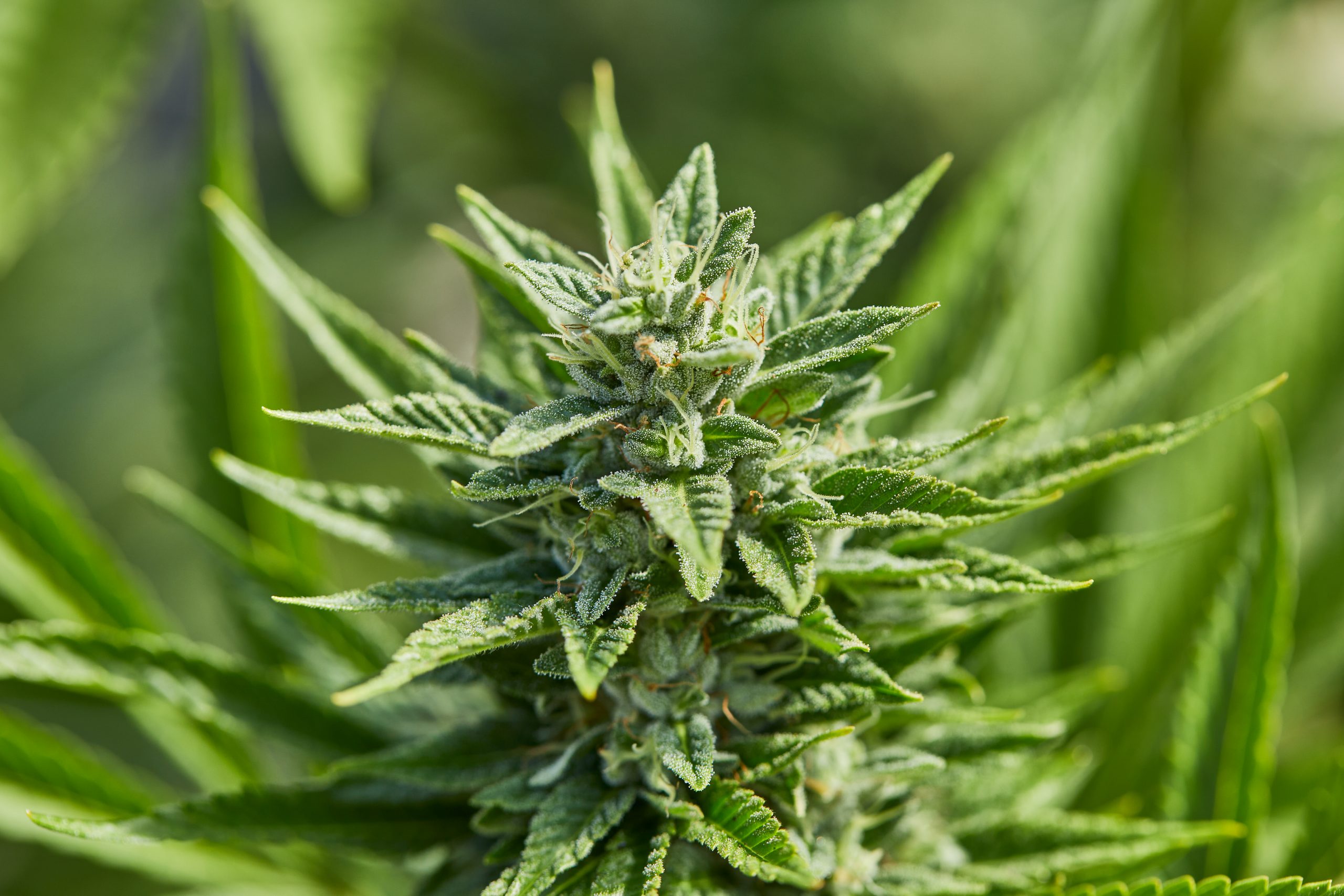 'No Evidence' That Marijuana Legalization For Adults Increases Youth ...