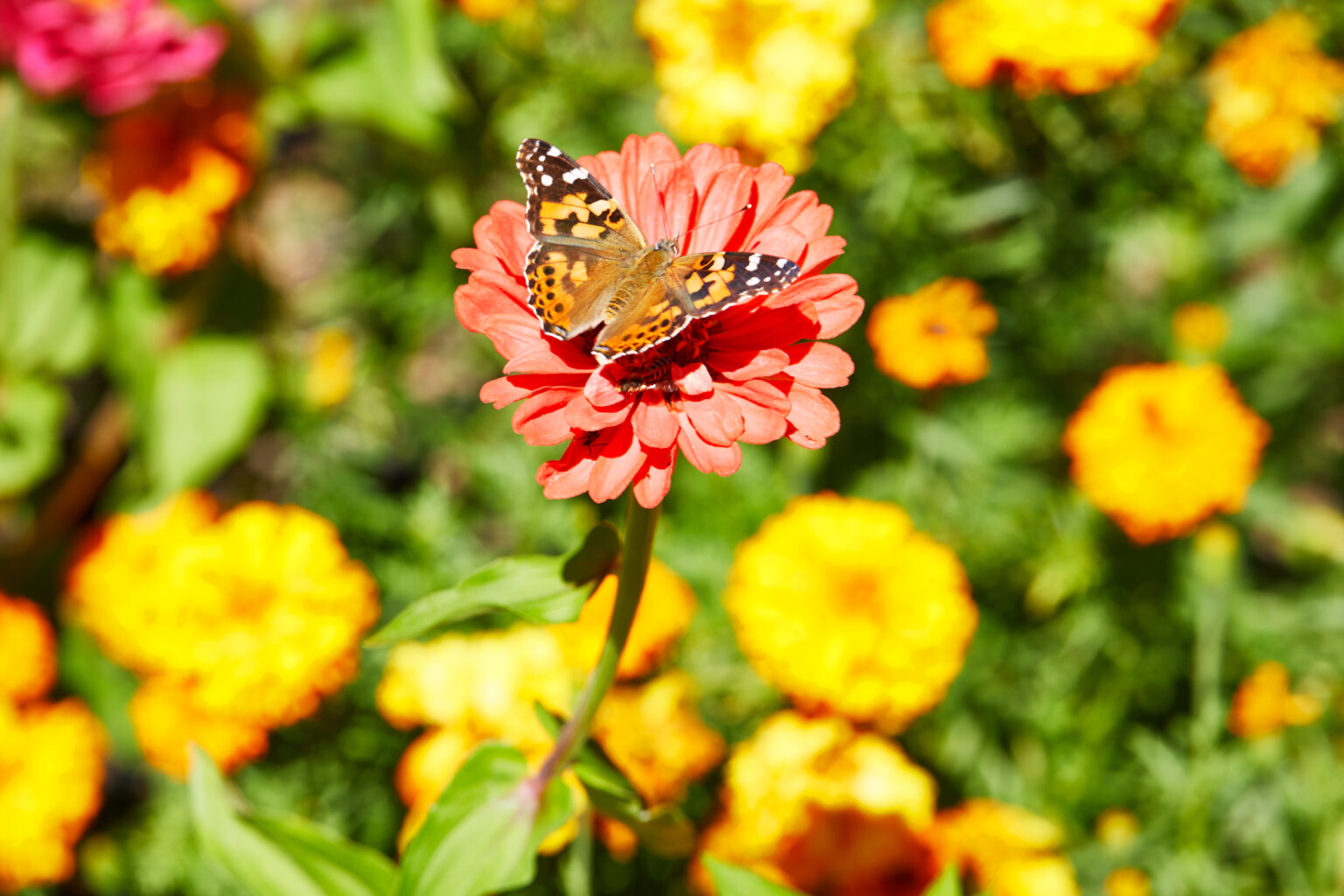 Huckleberry Hill Farms and the history of the Whitethorn Rose cannabis ...