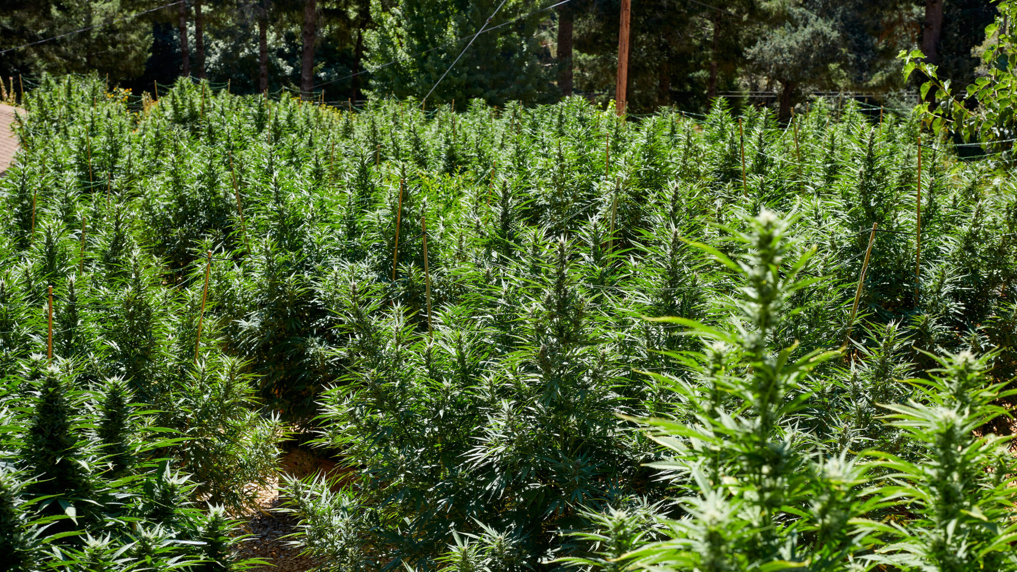 High city tourist guide to Humboldt County | Weedmaps