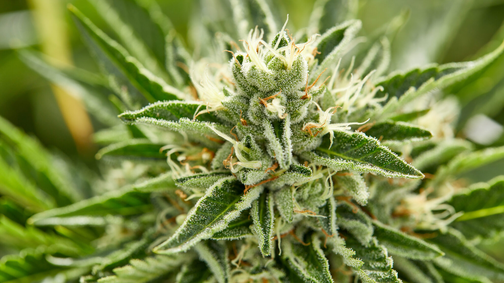 Science & medicine | Weedmaps News