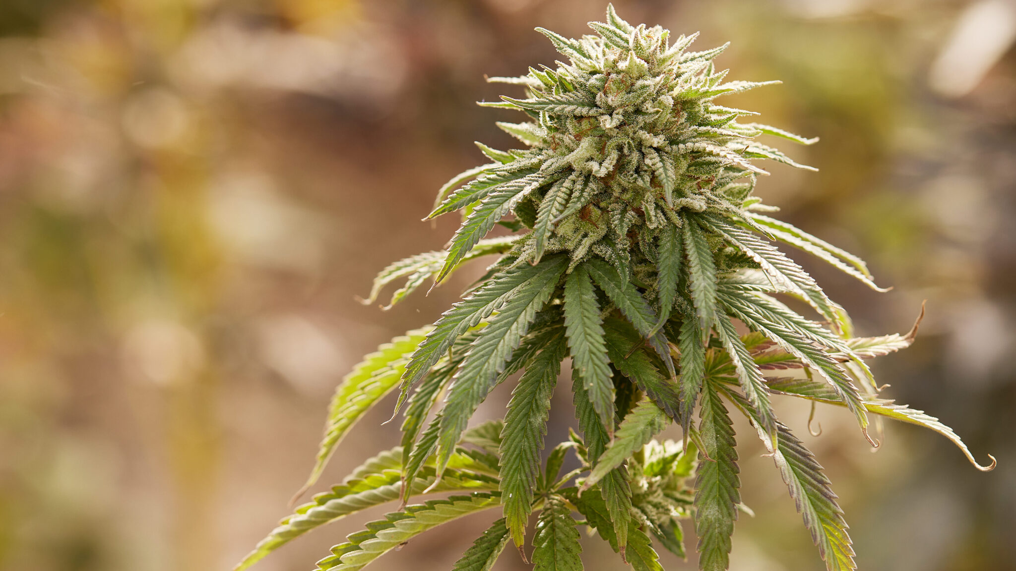 Cannabis Culture & Industry | Weedmaps News
